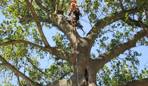 Cape Cod Tree Service | Cape Cod Tree Removal, Stump Grinding & Tree Pruning
